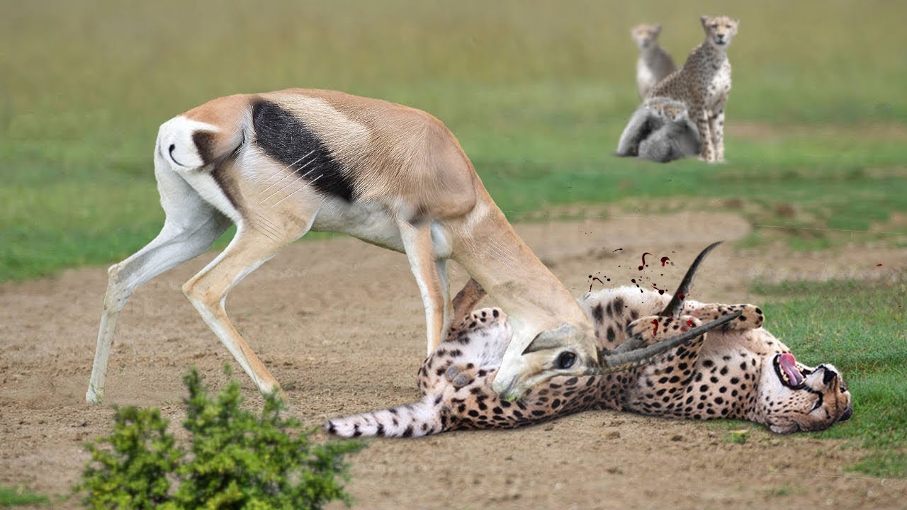 35 Ataques ESPANTOSOS y BRUTALES en los que Animales SE JUGARON la vida ...