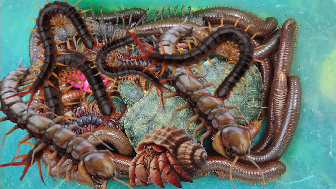 Menemukan Bekicot Pelangi, Kerang Laut, Kerang,Kelomang,kaki Seribu ...