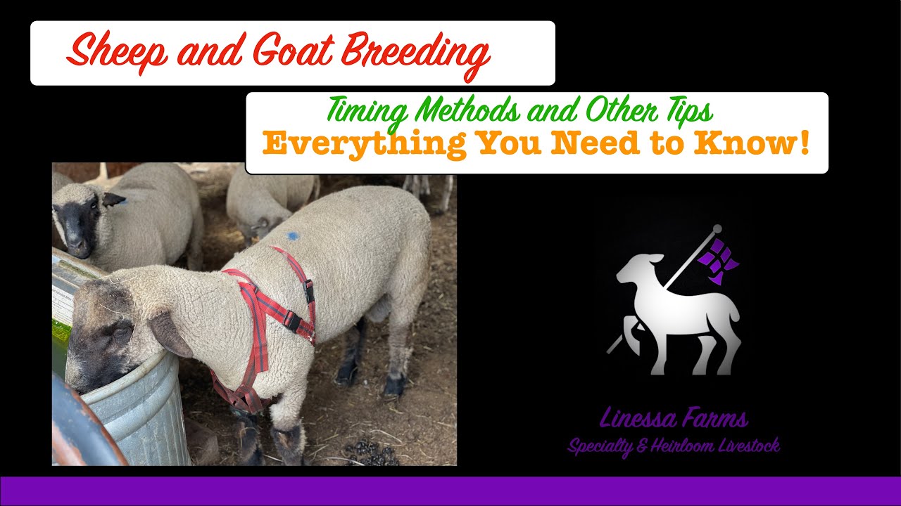 Breeding Your Sheep and Goats Better: Timing and Methods for Best ...