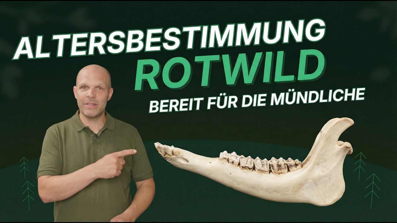 Rotwild – Gebiss, Zahnformel & Altersbestimmung für den Jagdschein ...