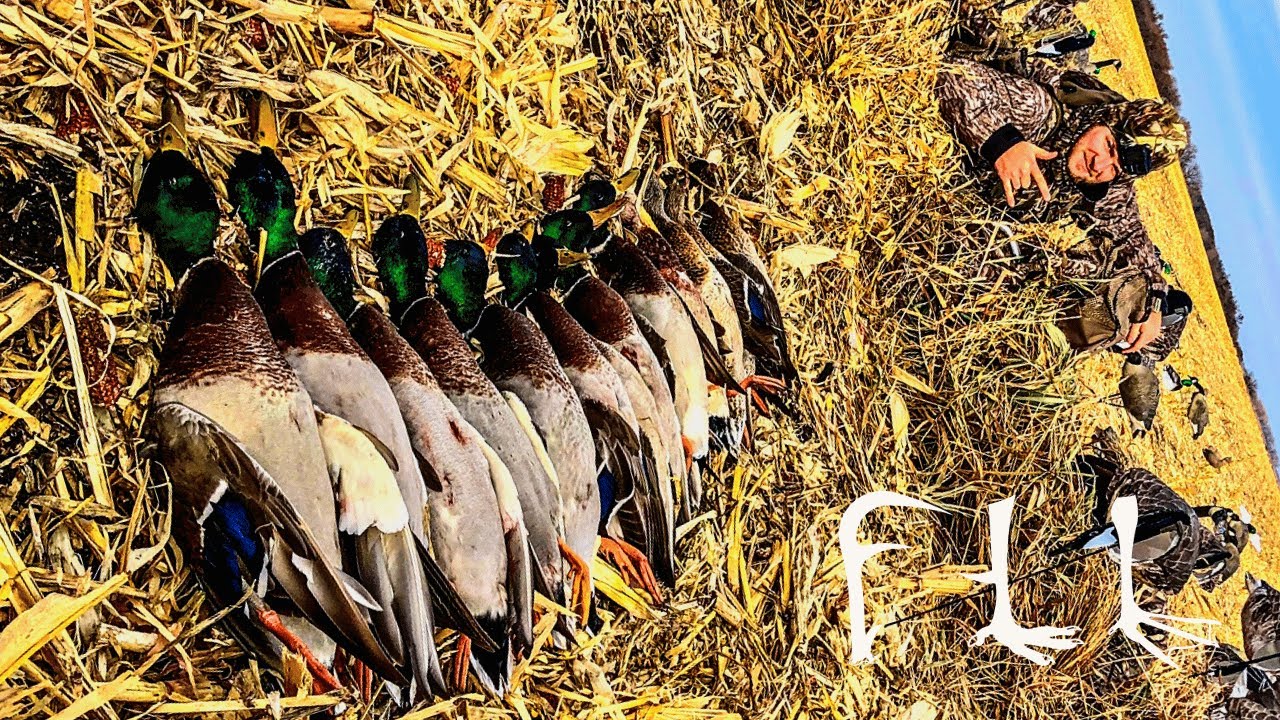 DOUBLE dry field duck hunt!!! SPECKS & MALLARDS - YouTube