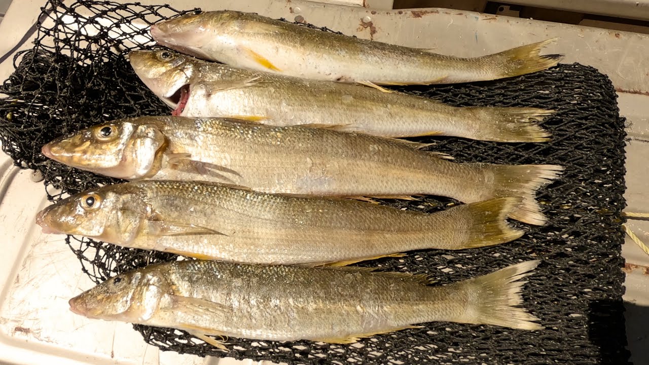 Fishing The Flats - Searching For Gold! Thompsons Beach YELLOWFIN ...