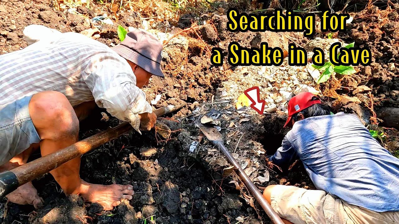 The Venomous Snake Takes Over This Whole Area |Snake Hunting - YouTube