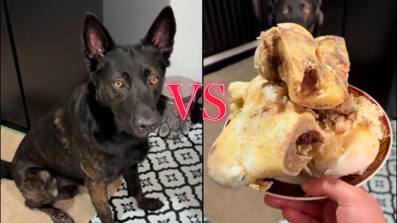 Pablo Vs Giant Cow Bones 😱 - YouTube