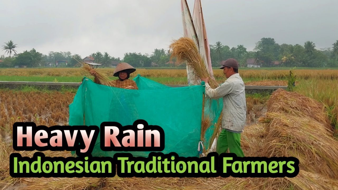 Prosperous Village Life | Walking In Heavy Rain While Farmers Are ...
