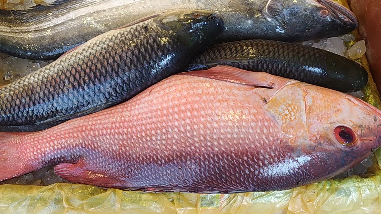 sea river 11kg snapper River fish sell market today 20-10-22 - YouTube