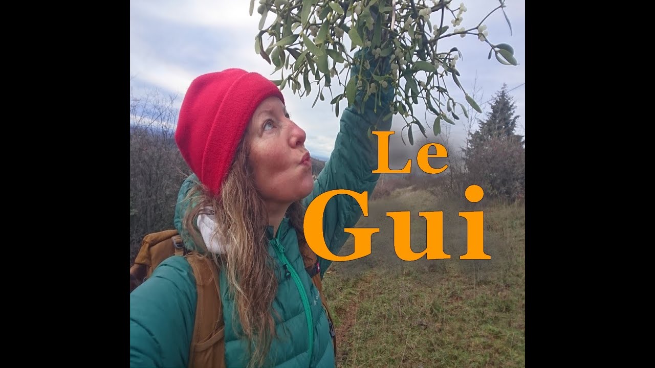 Le gui, histoires, croyances et traditions - YouTube