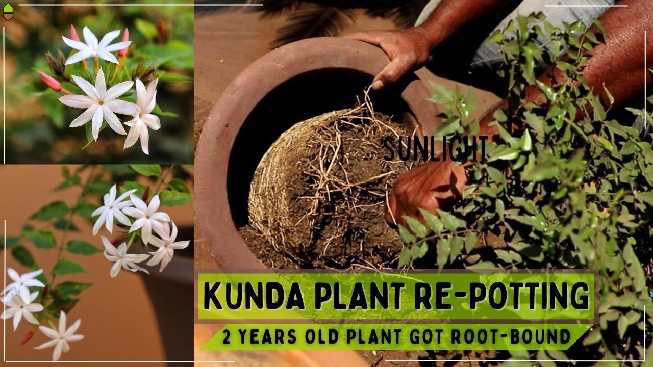 Kunda Plant Repotting -- Kunda Plant not Flowering -- 2 years old plant ...