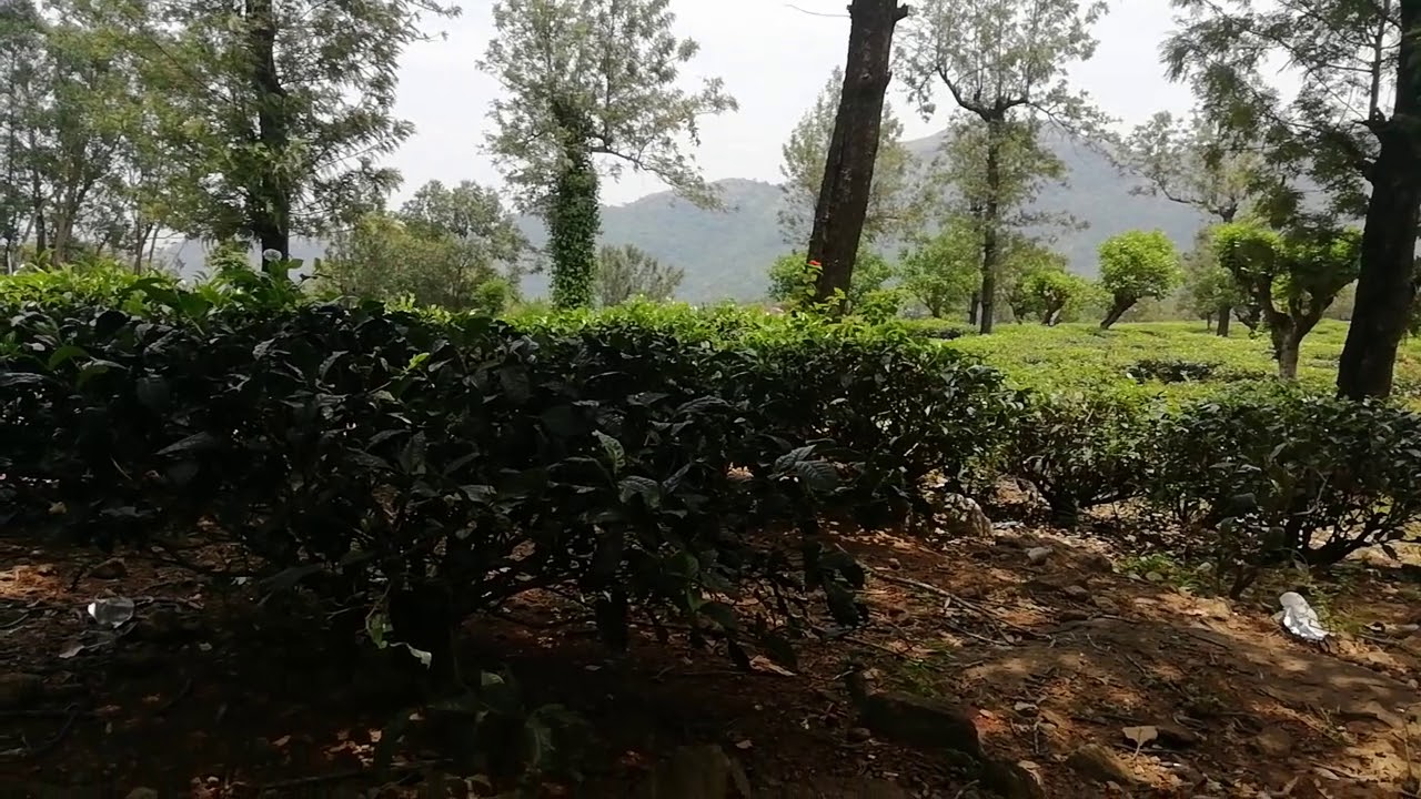 Manjolai tea Estate - YouTube
