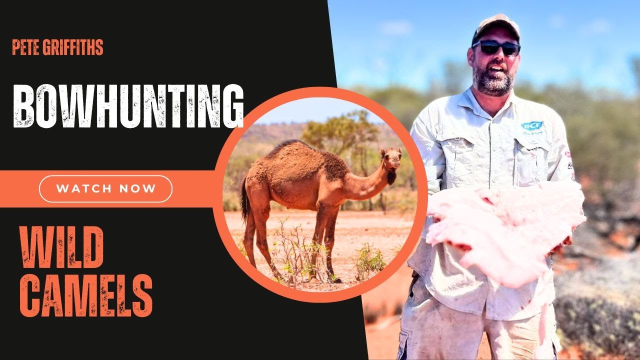 Bowhunting Wild Camels: Strategy, Challenges, and Insights with Pete ...
