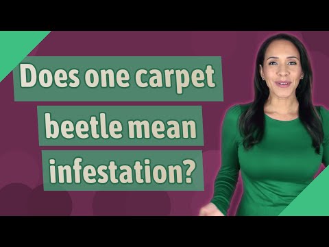 Can Carpet Beetles Give You A Rash