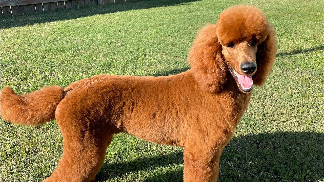 Red Standard Poodle 10 month old puppy doing Rally Novice run through ...