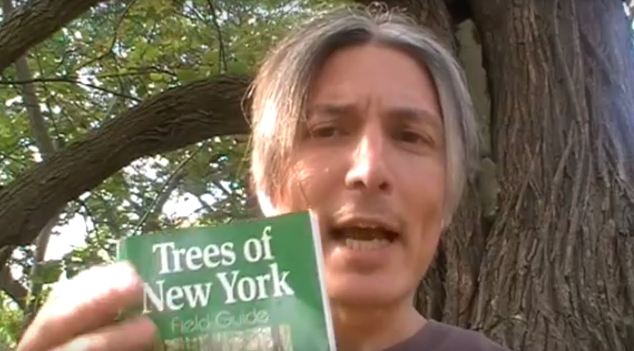 Tree Identification Fun Part 1 YouTube tree-identification-fun-part-1-youtube