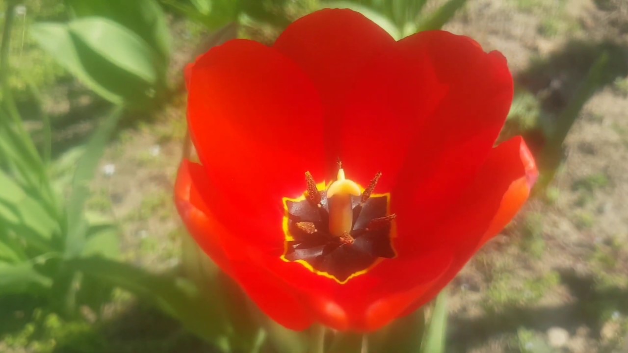 Lale ili Tulipani - Poreklo i Razmnozavanje - YouTube