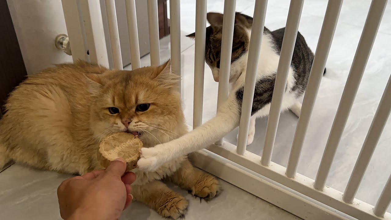 I made cookies for lovely cats.A greedy cat.Cute animal video - YouTube