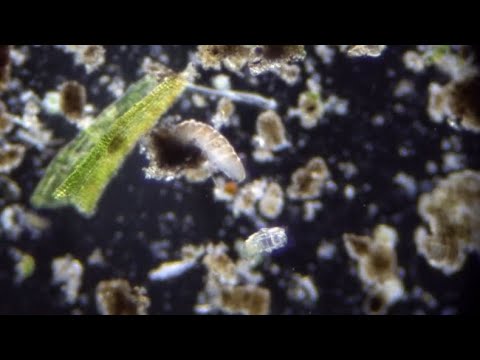 The amazing life of a tardigrade under a Microscope 1000x magnification ...