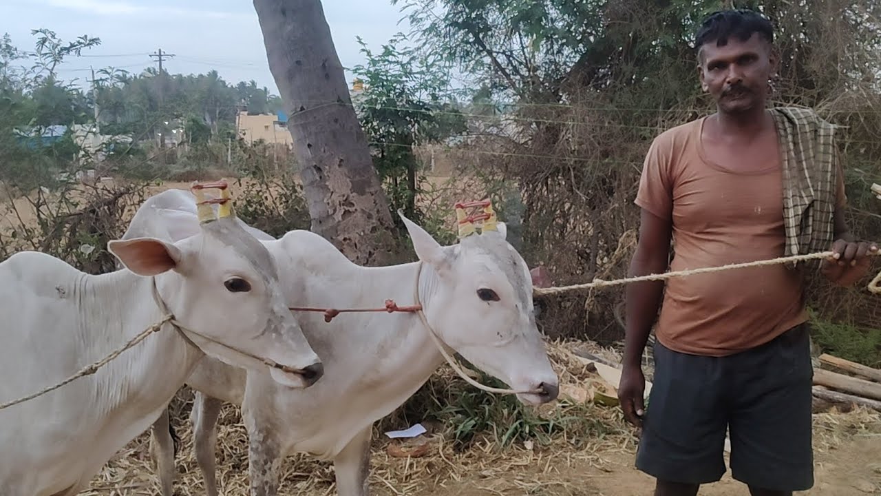 Famous hallikar trader Sondekoppa Manjanna with more than 30 calves in ...