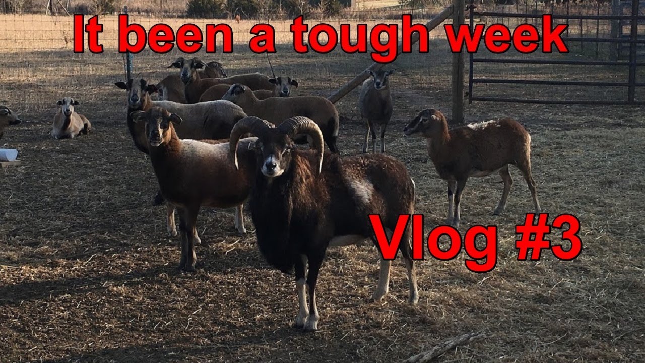 Tough week - YouTube