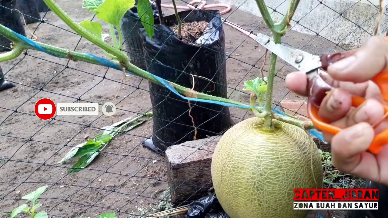 Panen Sayuran dan Buah Buahan | Hasil panen buah melon semangka dan ...