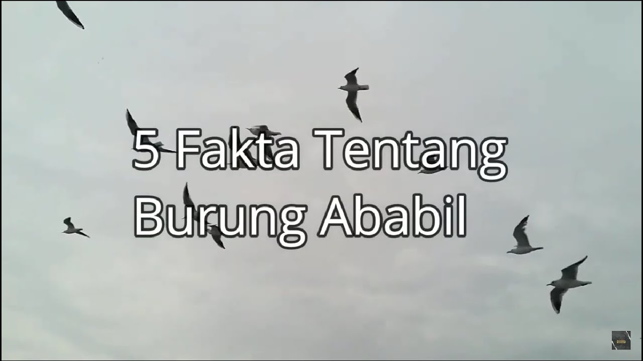 Ada yang tau Burung Ababil? inilah Fakta Tentang burung Ababil! 5 fakta ...