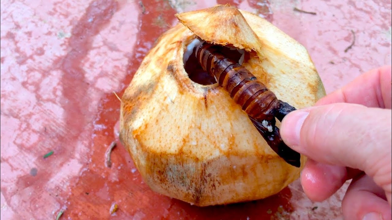 Look What's in my Coconut! A BloodWorm Bite Mystery Moment? Spooky ...