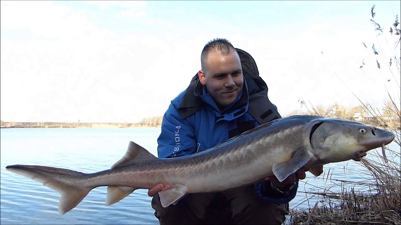 Borbiró Ádám - Májas "finomságok" - YouTube