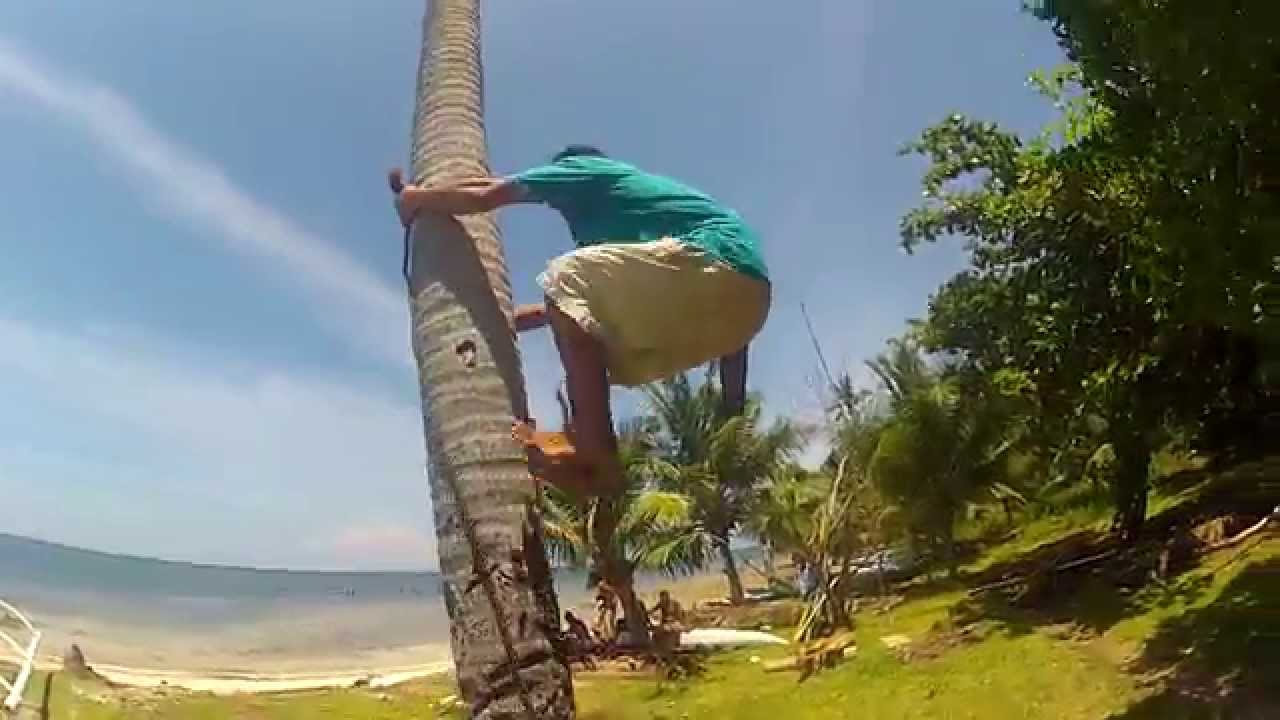 COCONUT TREE CLIMBING IN THE PHILIPPINES GOPR1522 - YouTube