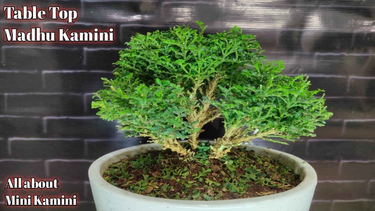 Table top Madhu Kamini | how to grow Madhu Kamini plant | Madhu Kamini ...