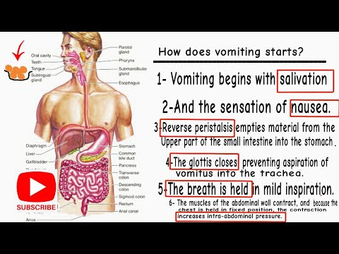VOMITING EXPLAINED BOTH Anatomy and Physiology + Animation. - YouTube