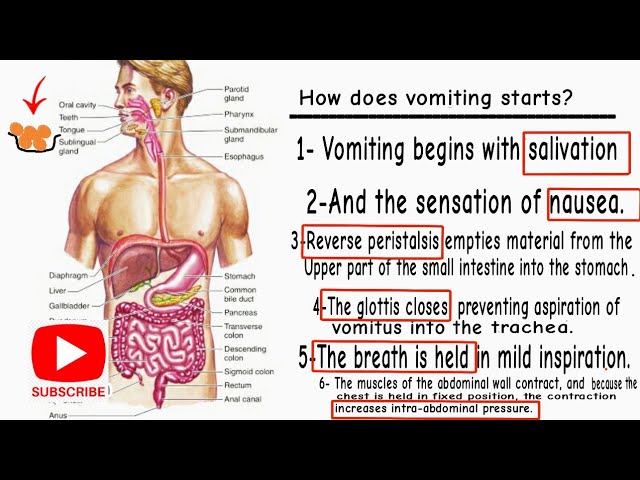 Vomiting Anatomy And Physiology