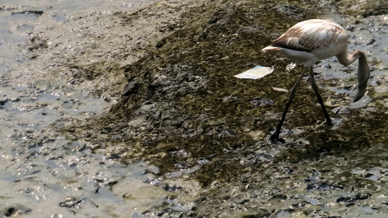 flamingo eating algae - YouTube