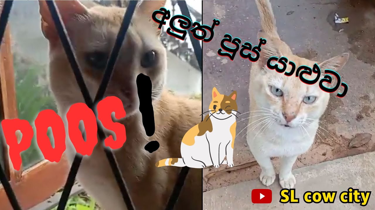 අලුත් පූසා | New cat |SL cow city |@slcowcity6282 🐱🐱 - YouTube