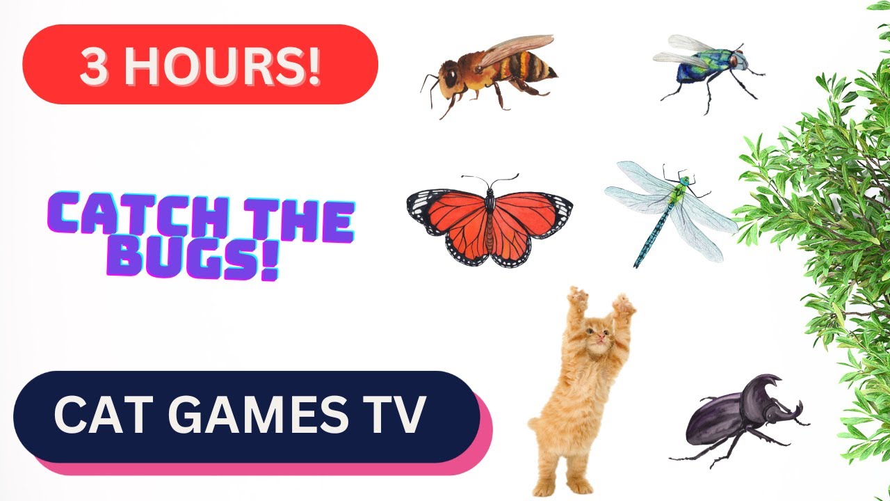 Cat TV Games | Insects and Bugs Cat Games | 3 Hours with Nature Sounds ...