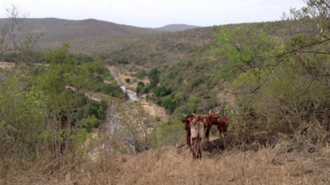 South African Rhino Anti-poaching patrol with Zulu Game Wardens ...