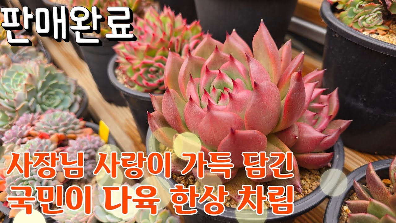 1월28일 분채배송🟡건강한다육이 한상 사랑가득 묻혔어요 01048583904 다육이 다육식물 특가다육 多肉植物