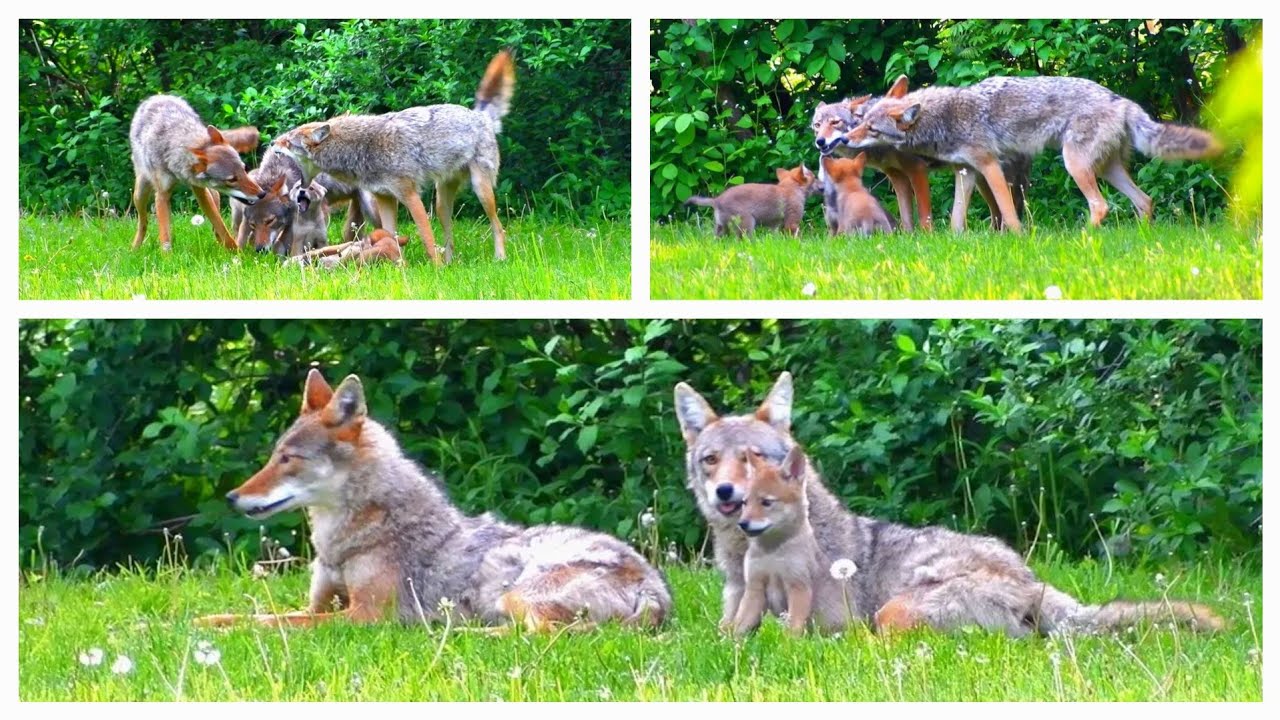 Eastern Coyote family. My best so far coyote documentary on YT. Nikon ...
