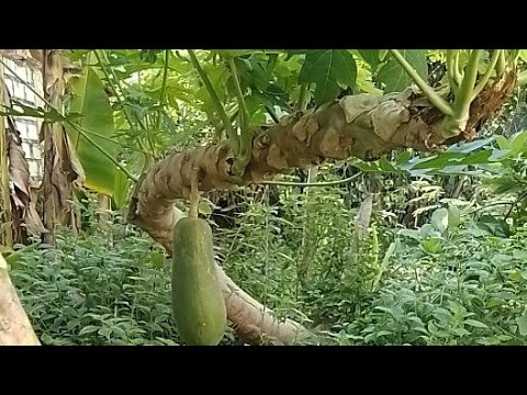 pepaya berbuah lebat setelah di lakukan pruning #pepaya #live #goviral #entertainment #