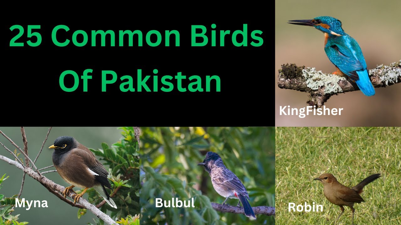 10 Most Stunning Birds from Pakistan You Won't Believe Exist!