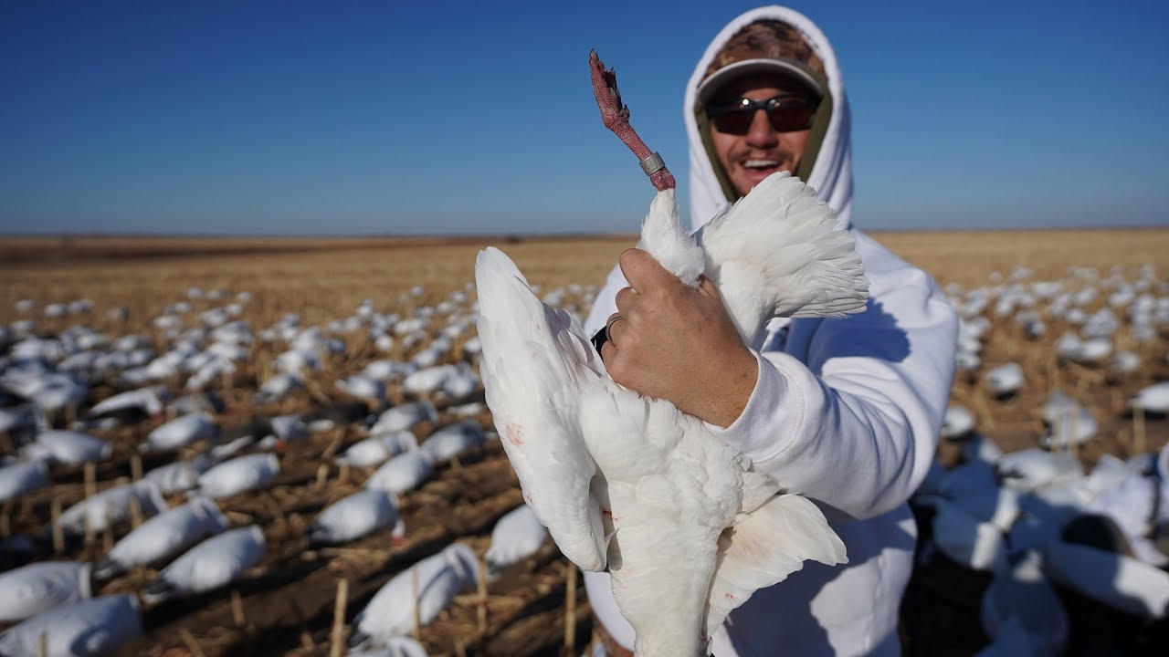 First Banded Snow Goose of The 2019 Season!! (Banded Ross Goose) - YouTube