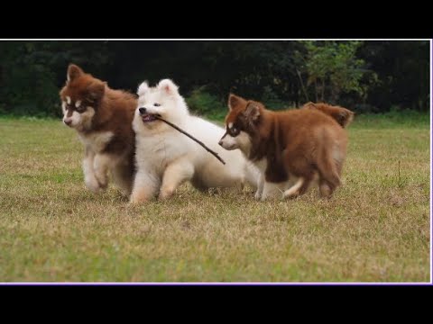 TRY NOT TO LAUGH TOO HARD - Funny Dogs #goldenretriever #huskydog #labrador