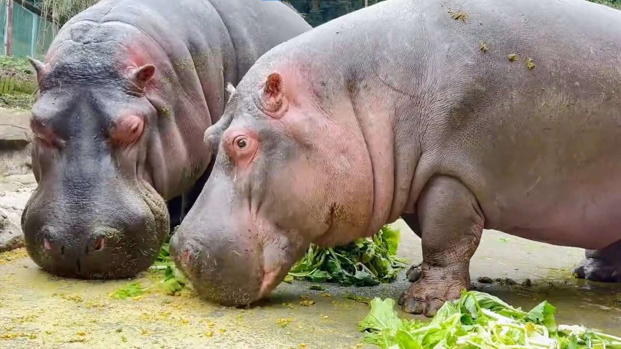 Animal World | Life of Hippo, Elephant, Panda in The Zoo - Hippos Eat ...