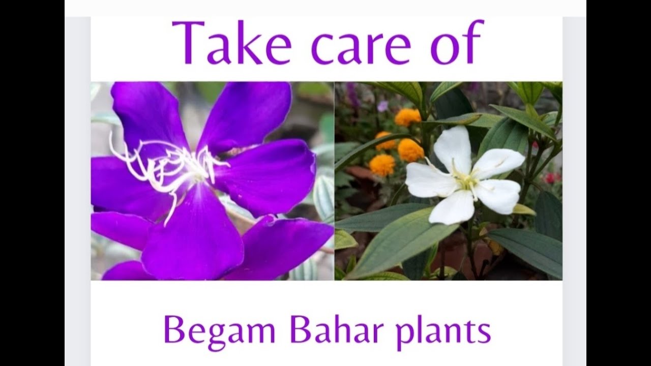 Begam bahar / princess plant - YouTube