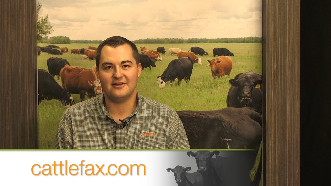 CattleFax Closing Bell: Current Feeder Cattle and Supplies – January 28 ...