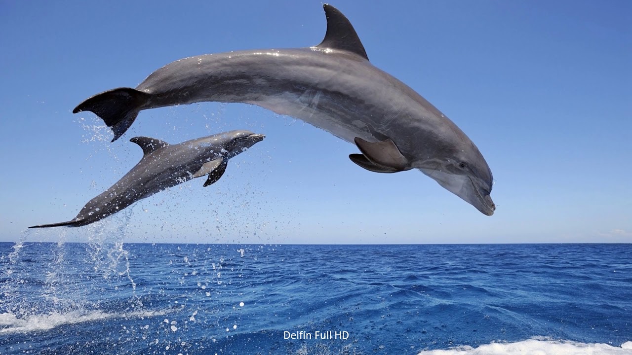 ANIMALES VARIADOS - YouTube