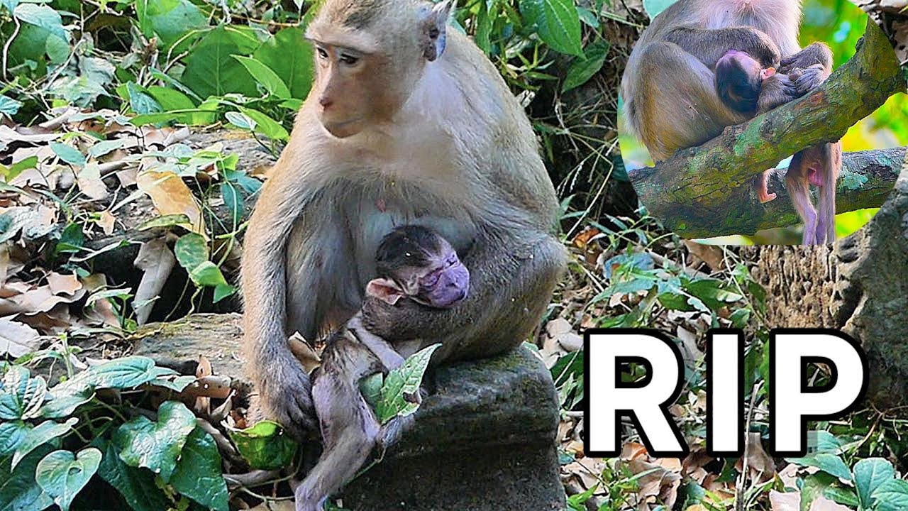 MOG! young mother monkey just gives a birth, but baby died after it was ...
