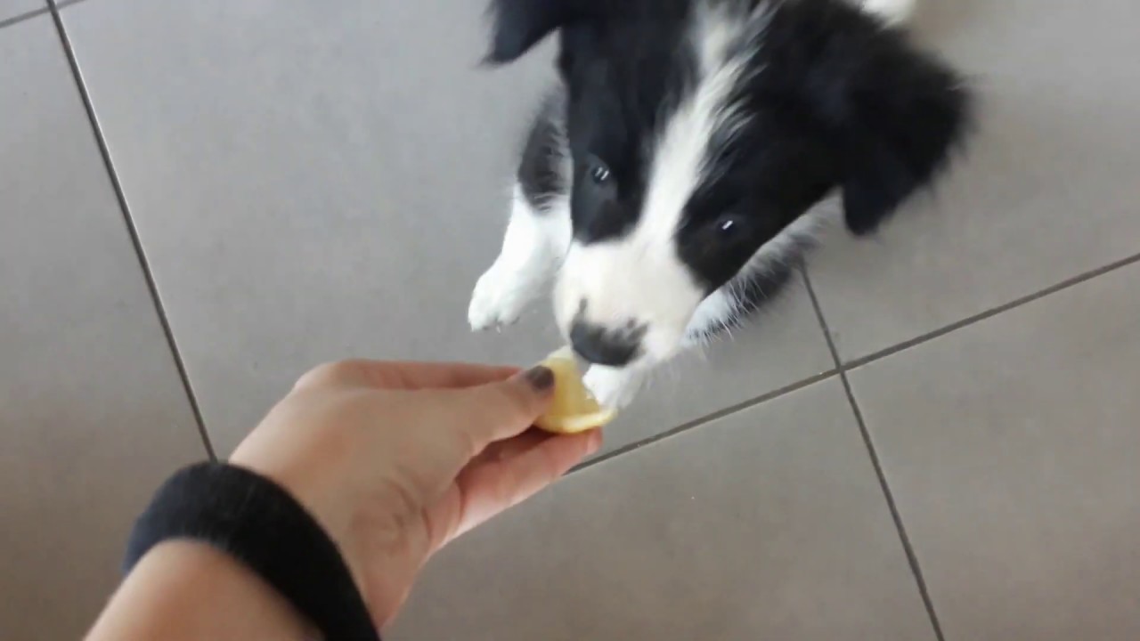 Border collie puppy barks at the lemon - YouTube