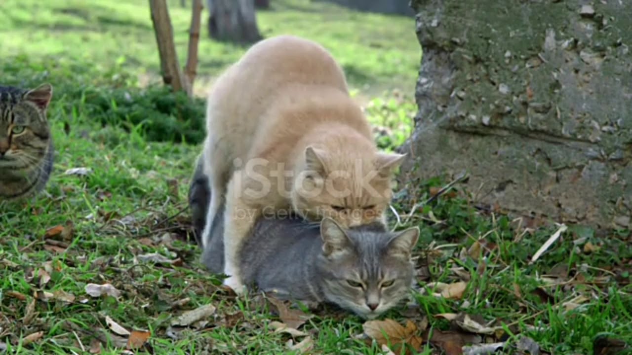 " cat mating season " " cat mating successfully " " cat mating ...