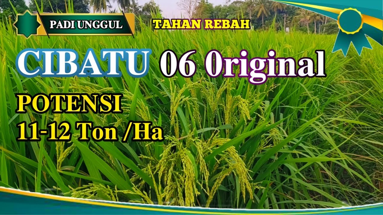CIBATU 06 ORIGINAL TAHAN REBAH POTENSI HASIL 11-12 ton perhektar - YouTube