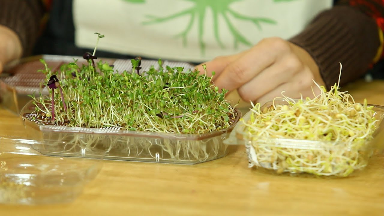Conoce los Germinados - YouTube