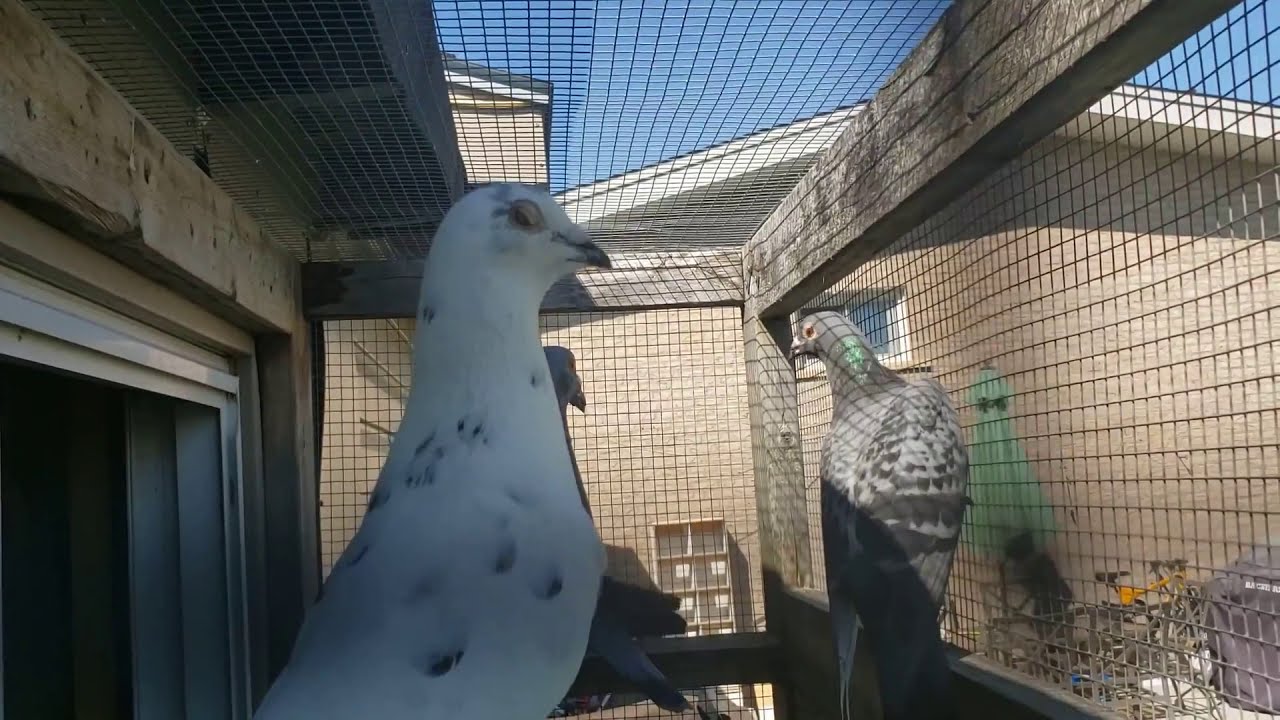 Greek god | Racing homer Pigeon - YouTube